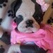 Custom made to order reborn puppy dog art doll vinyl Princess