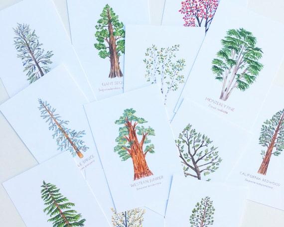 North American Trees 4x6 Postcards 12 pack