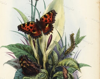 Butterfly engraving | Etsy