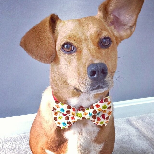 ZoZo's Paw by ZoZosPaw on Etsy