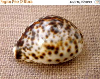 brown spotted sea shells – Etsy