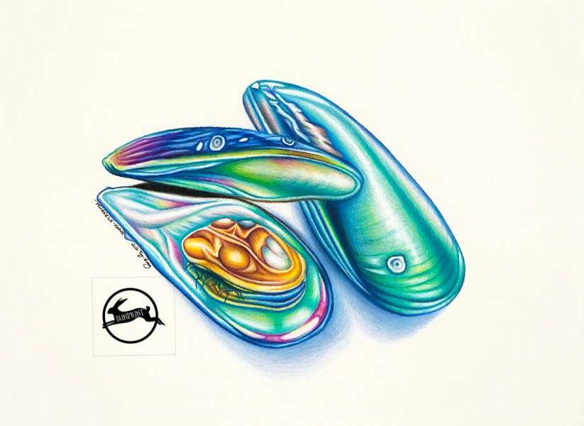 Mussels Pencil Drawing Maine Shell Fine Art Print by BunPrint