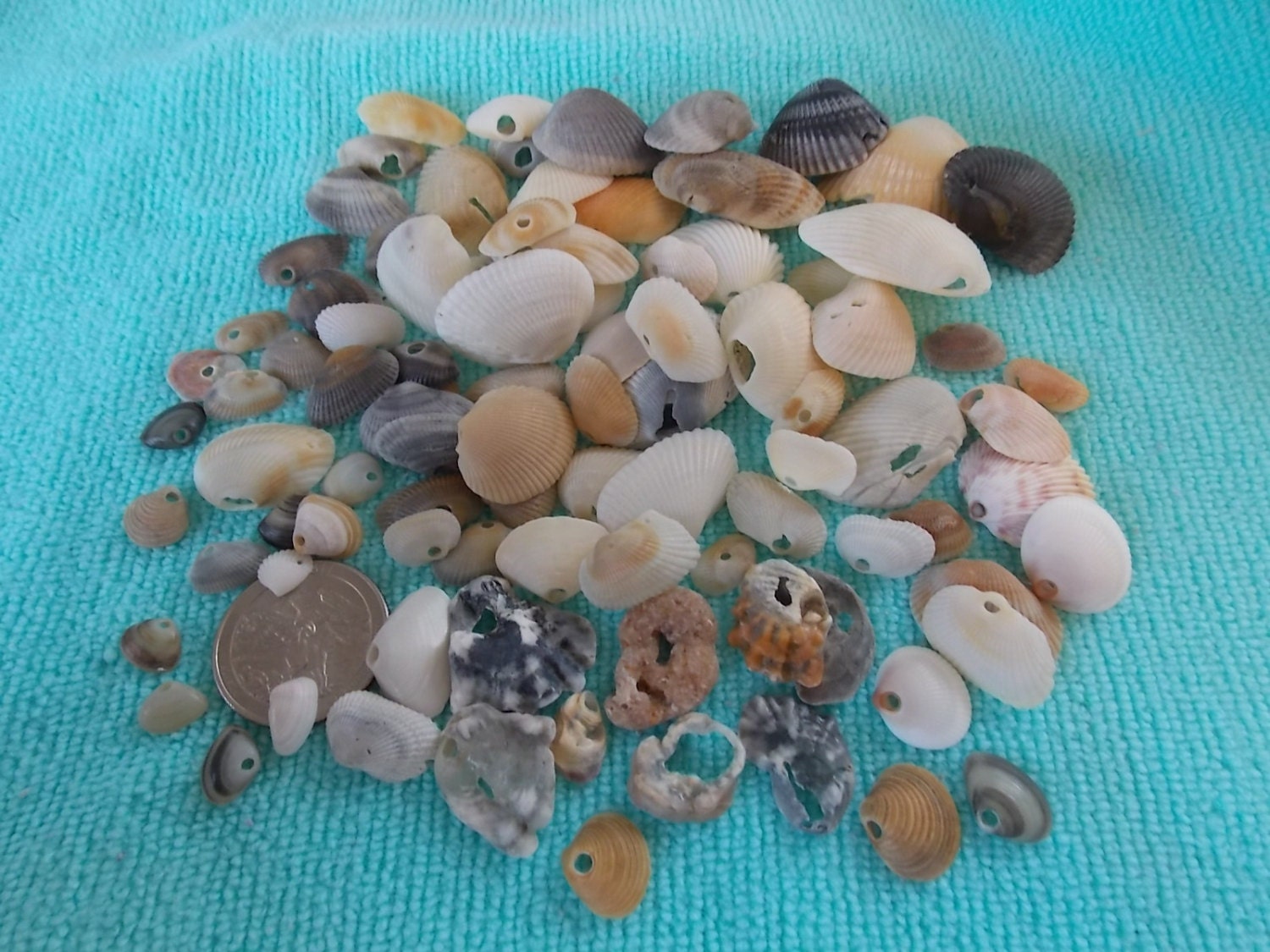 Sea Shells Sea Shell with Holes for Crafts SS4