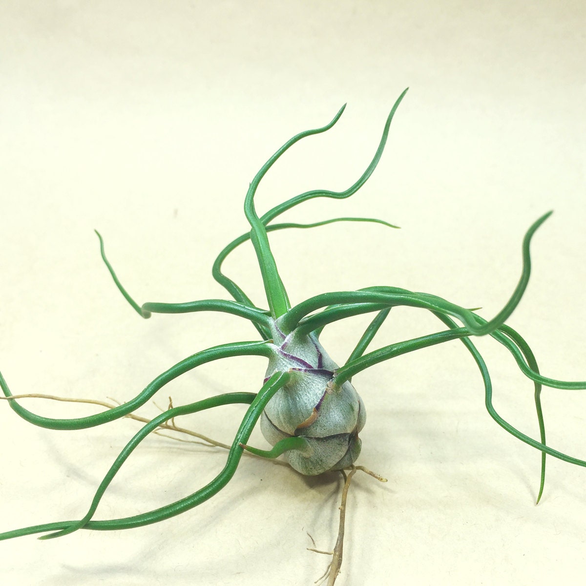 Tillandsia Bulbosa Air Plant // Hello Tilly Airplant