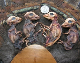 Petrified/Mummified/Preserved Fetal Piglet by FarrowsWay on Etsy