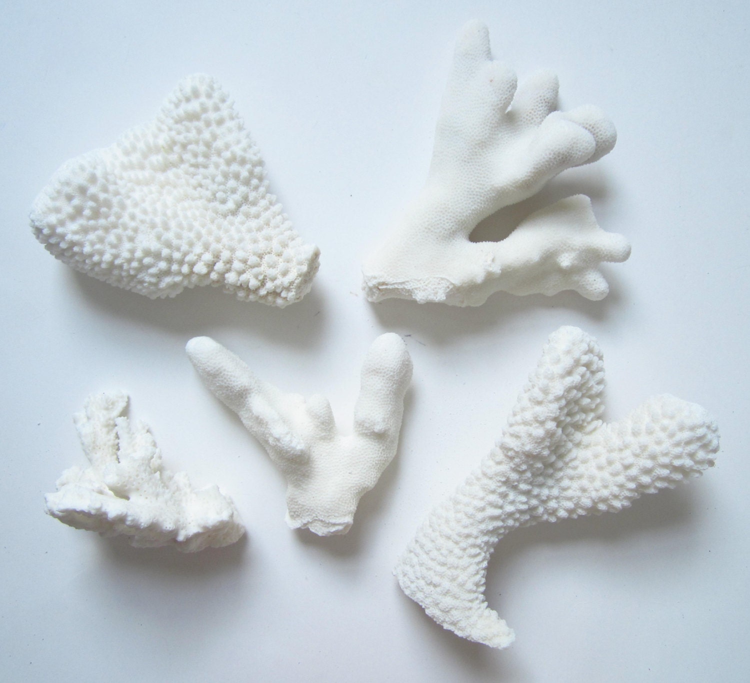 Assorted Real Coral Pieces-Coral Bulk-Beach by MermaidCoveGiftShop