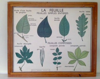 Unique botanical art related items | Etsy