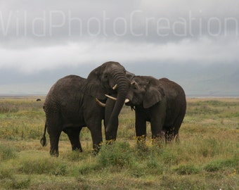 Bull elephant | Etsy