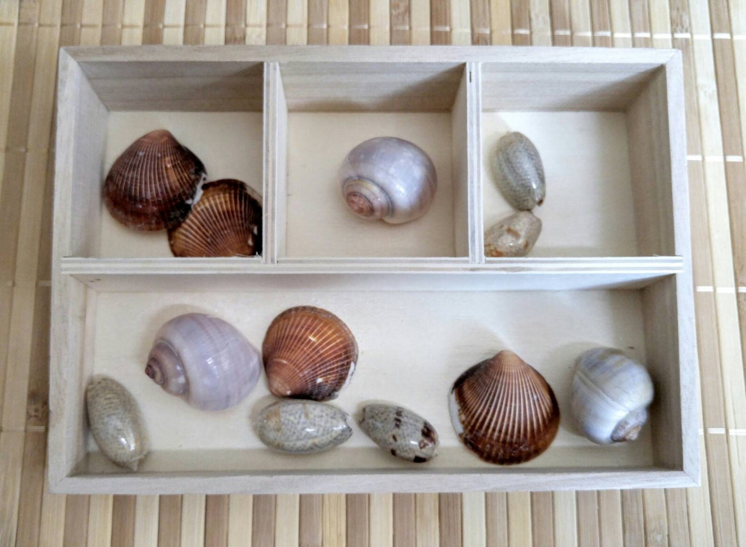 Montessori Shell Sorting Work Fine Motor Skills Montessori