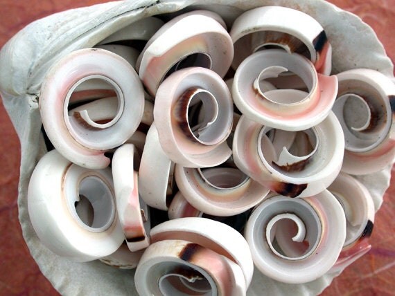 Natural Undyed Liswi Shell Slices Shell Beads Shell Rings
