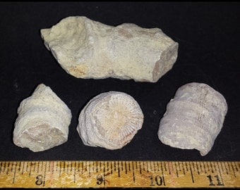 Calcification | Etsy