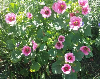 Unique mallow seeds related items | Etsy