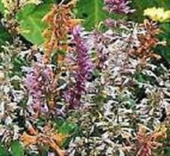 Agastache Fragrant Delight Mix Flower Seeds / Perennial 50