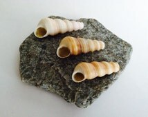 Popular items for seashell pipe on Etsy