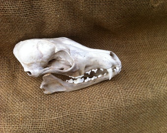 Items similar to two heads handmade bone skull taxidermy art picture on ...