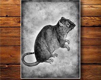 Items similar to Rat print 11x14 on Etsy