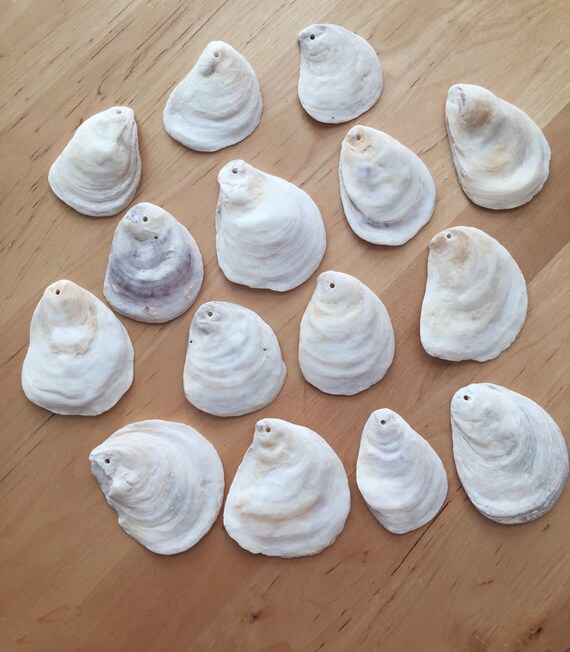 15 Drilled Oyster Shells/ Large Oyster Shells/ Top Drilled