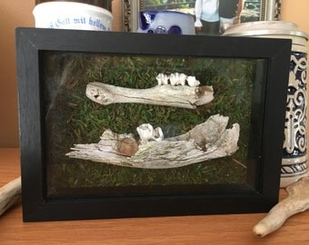 Moss shadow box | Etsy