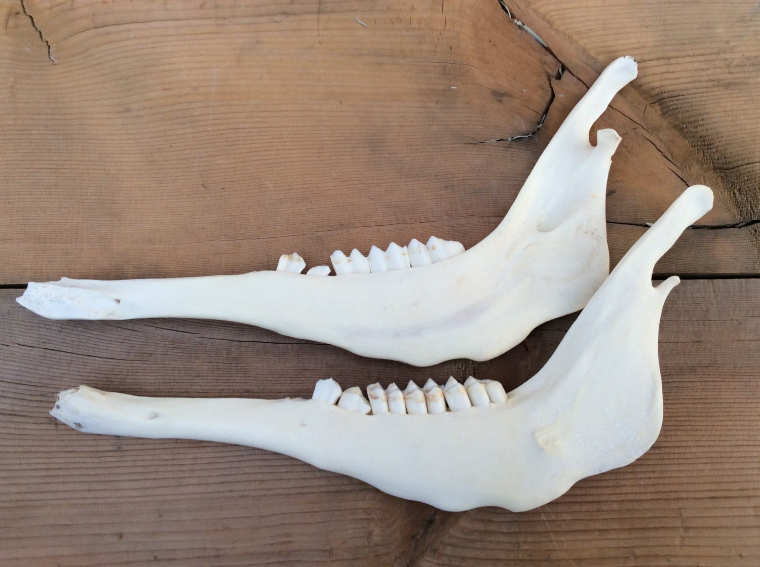 Authentic Montana Pronghorn Antelope Jaws Mandible Matched