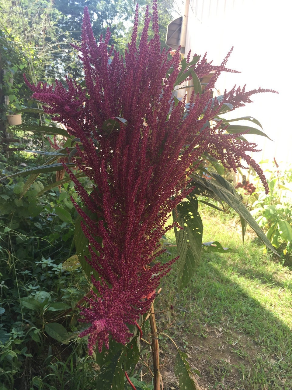 25 Giant Amaranth Seeds-1349