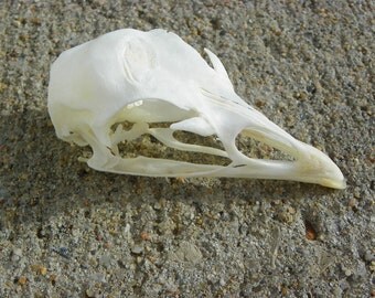 Unique wild turkey skull related items | Etsy