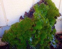 Unique live moss related items | Etsy