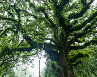 Ethiopia trees | Etsy