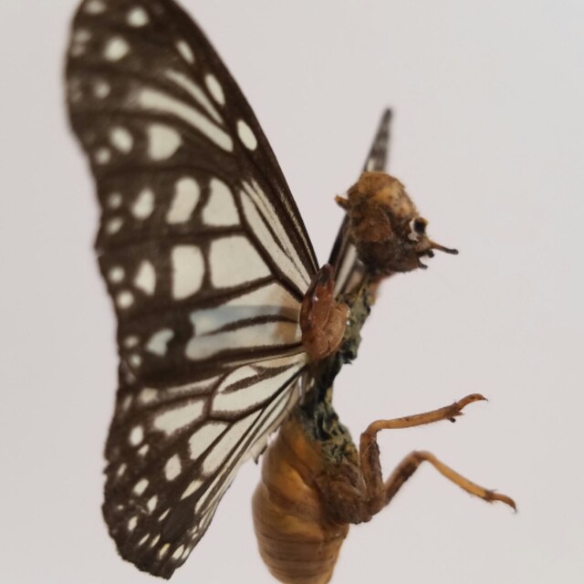 Petite Grotesque by PetiteGrotesque on Etsy