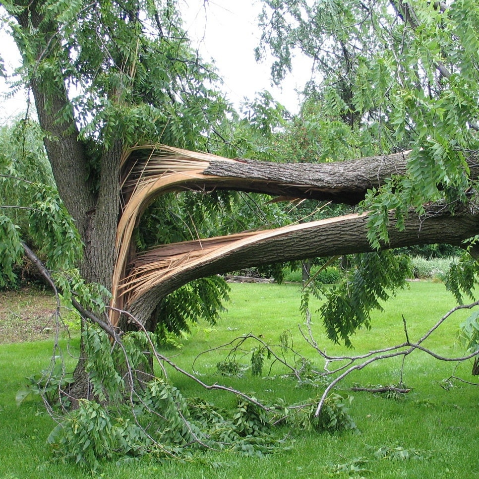 Wood Wall Art From My Fallen Walnut Tree by FallenWalnut on Etsy