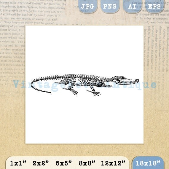 Alligator Skeleton Digital Graphic Download by VintageRetroAntique