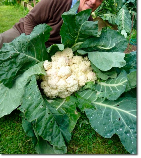 A 1g approx. 270 giant cauliflower seeds AUTUMN GIANT