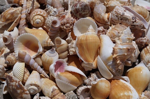 Bulk Seashells Wholesale Seashells Mixed Seashells Wedding