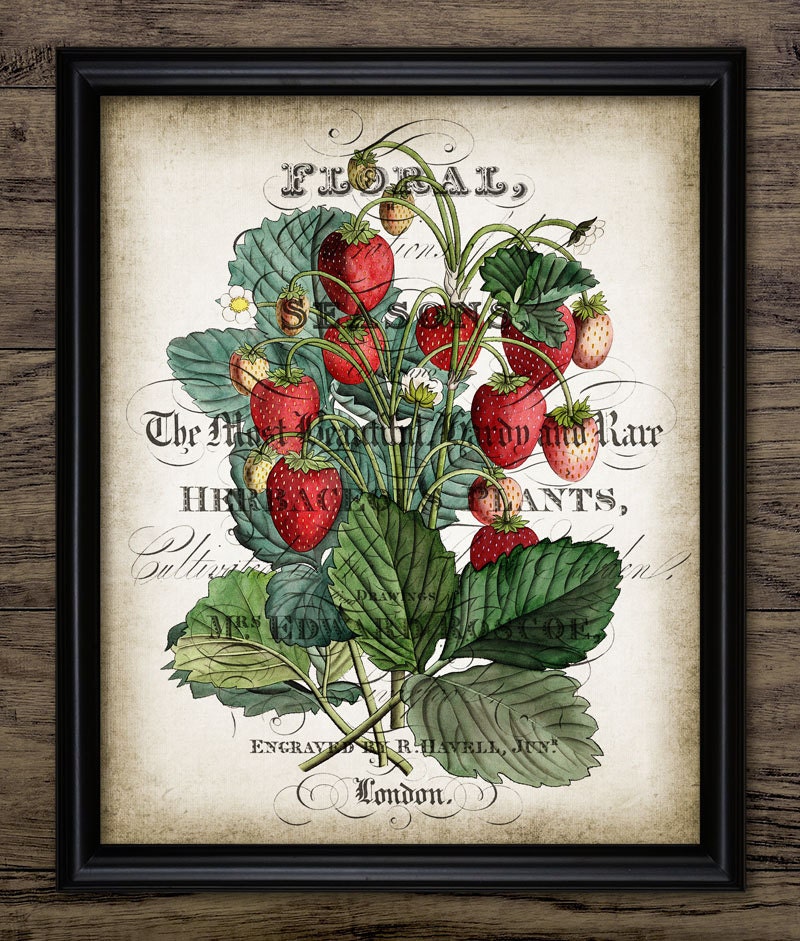 Vintage Strawberries Print Strawberry Illustration Kitchen