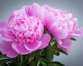 Peony Photography French Peonies Still Life Fine Art