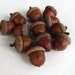 JUMBO Acorns Extra Large Acorns Natural Acorns by MyFamilysNutz