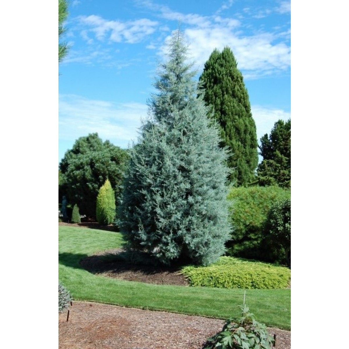 Blue Ice Arizona Cypress Tree Evergreen Tree by growerssolution