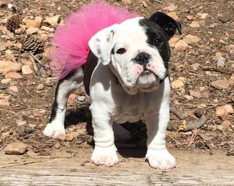 Bulldog tutus | Etsy