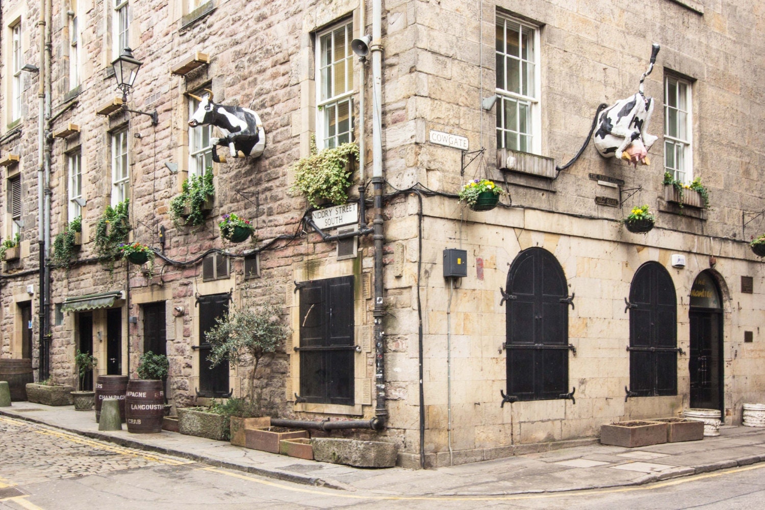 Edinburgh Quirky Cowgate Cow Facade Windows