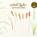 Watercolor Clip Art Cattail Typha bulrush seed head and