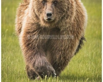Alaska Bear Paw in the Sand Wildlife Photography by RobsWildlife