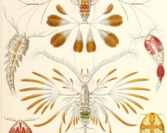 Haeckel illustration | Etsy