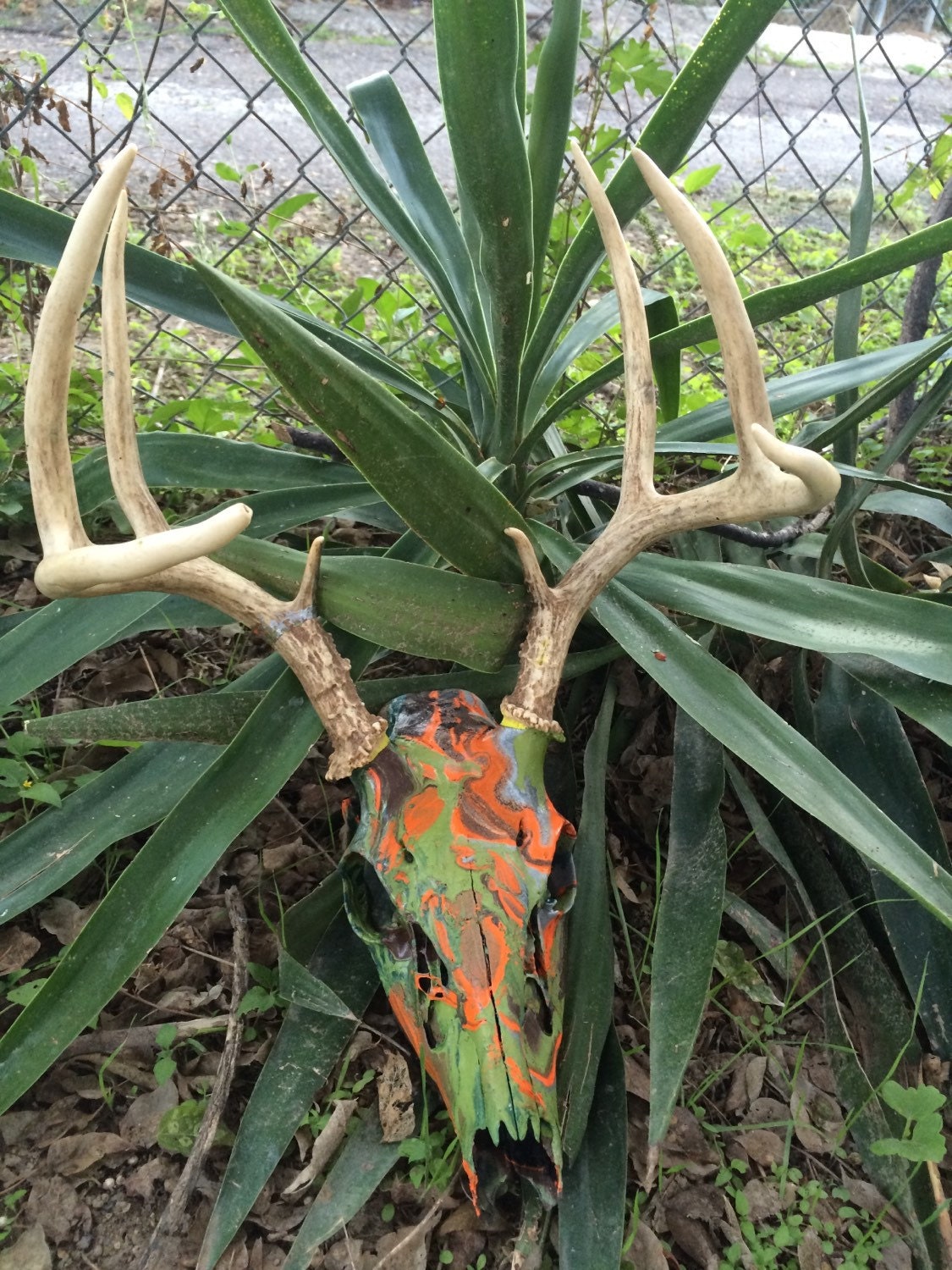Hydro dipped Whitetail buck Deer Skull 8pts European mount