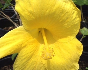 Hibiscus plant | Etsy