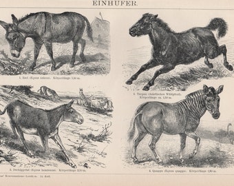 Unique donkey print related items | Etsy