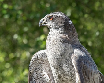 Snowy Owl Fine Art Bird Photography Home by BeneathNorthernSkies