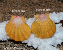 Unique sunrise shells related items | Etsy