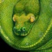 Green Tree Python Colored Pencil Drawing