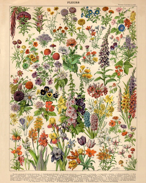 Vintage Flower Poster Plant Print French Flower Decor