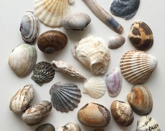 Assorted seashells | Etsy
