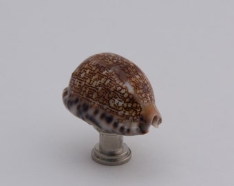 Shell knob | Etsy